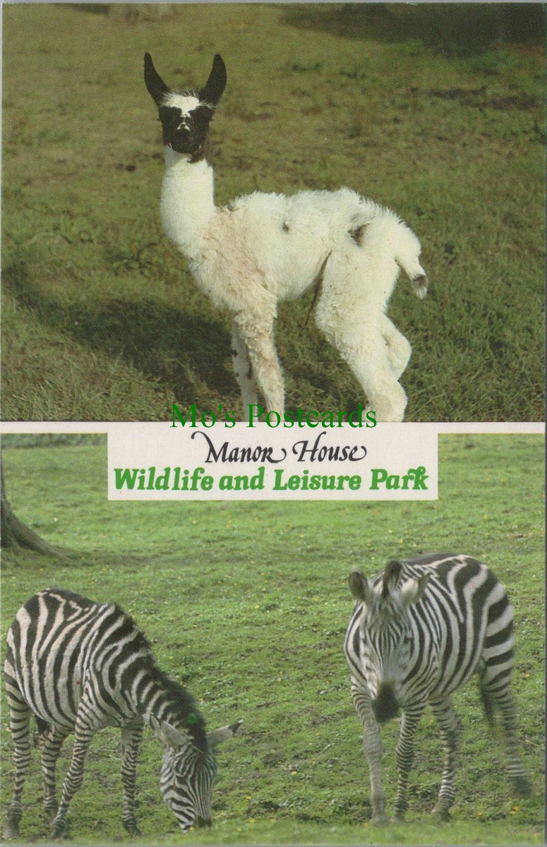 Zoo Animal Postcards | Mo’s Postcards