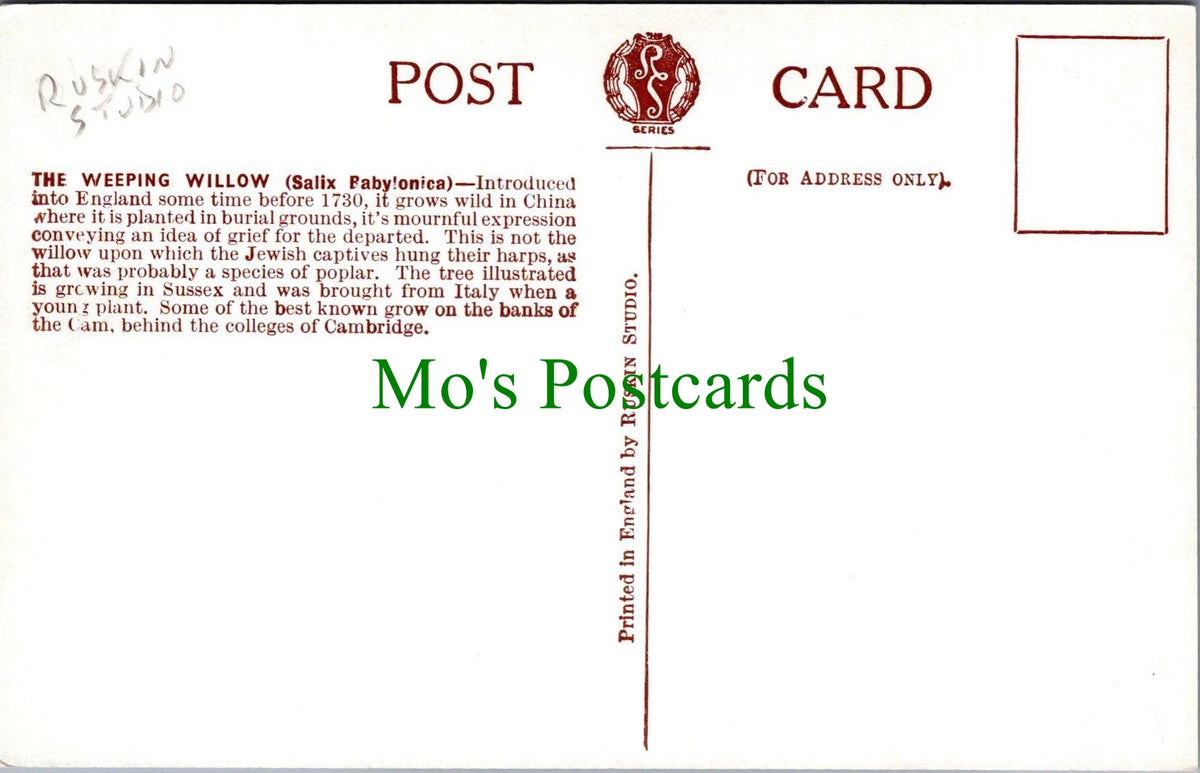 Nature Postcard - The Weeping Willow Tree Ref.SW10106 | Mo’s Postcards