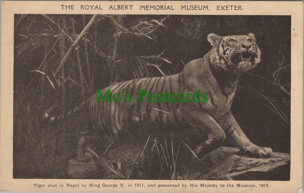 Animals Postcard - Tiger Display, Royal Albert Memorial Museum, Exeter ...